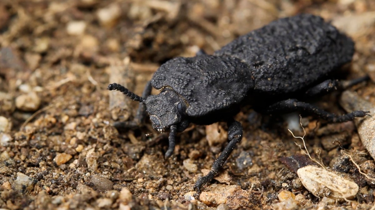 Beetle Armor Gives Scientists Clues to Tougher Planes – NBC Los Angeles