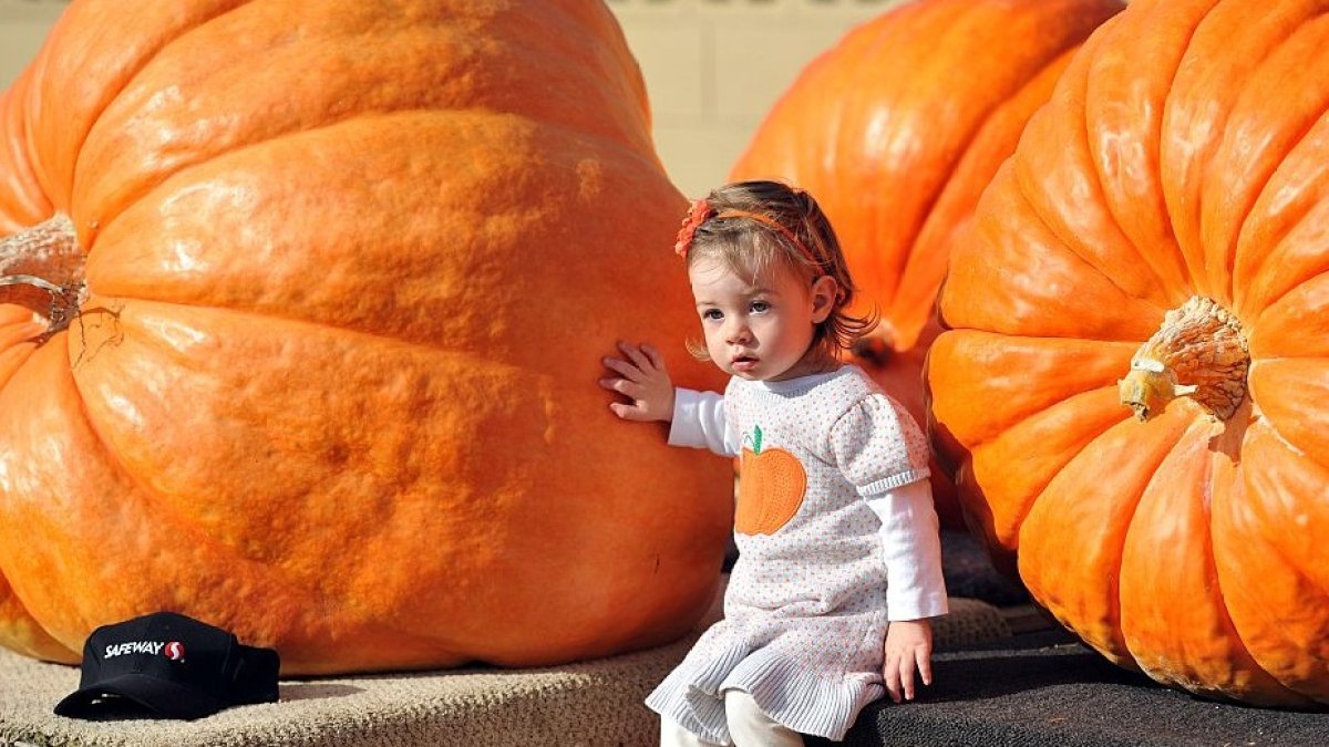 This Mega Pumpkin Weigh-off Will Be Livestreamed – NBC Los Angeles