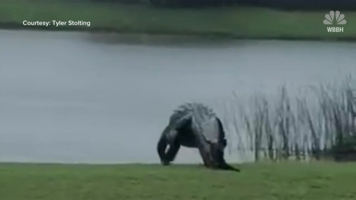 Monster Gator Strolls on Florida Golf Course – NBC Los Angeles