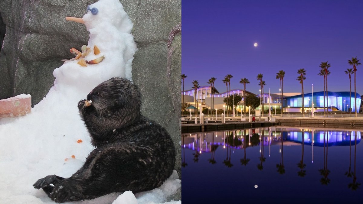 The Aquarium Has Advice on Hosting Otters at Thanksgiving – NBC Los Angeles