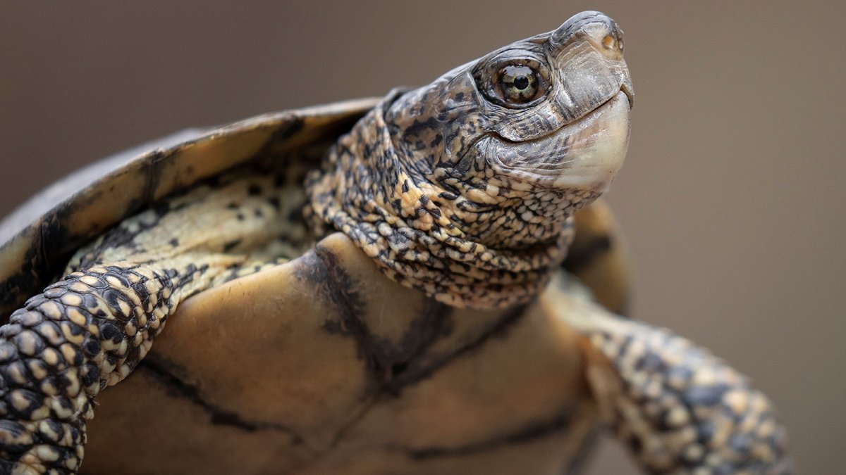 A Rescue of Rare Turtles Followed the Bobcat Fire – NBC Los Angeles