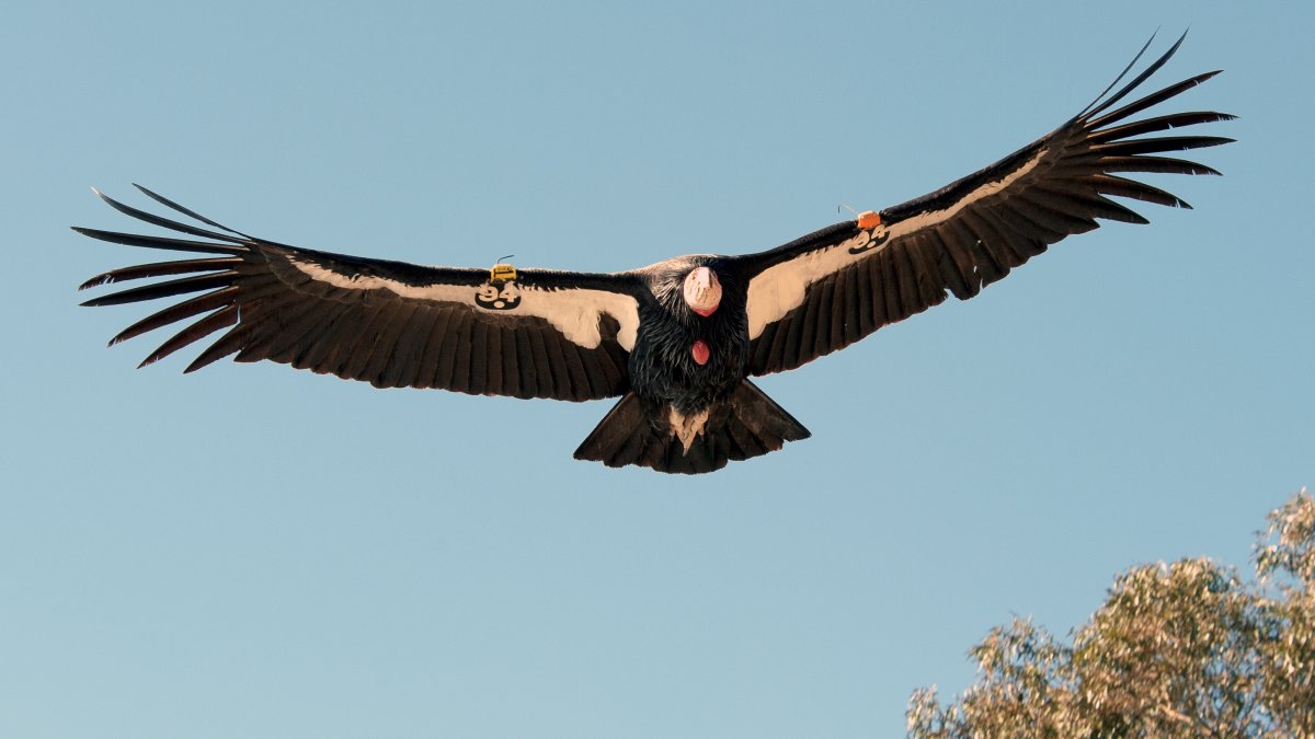 Condors Will Soar Over San Simeon During a Live Release – NBC Los Angeles