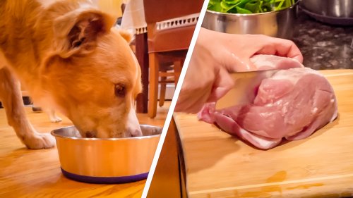 Bird flu virus detected in more raw pet food – NBC Los Angeles