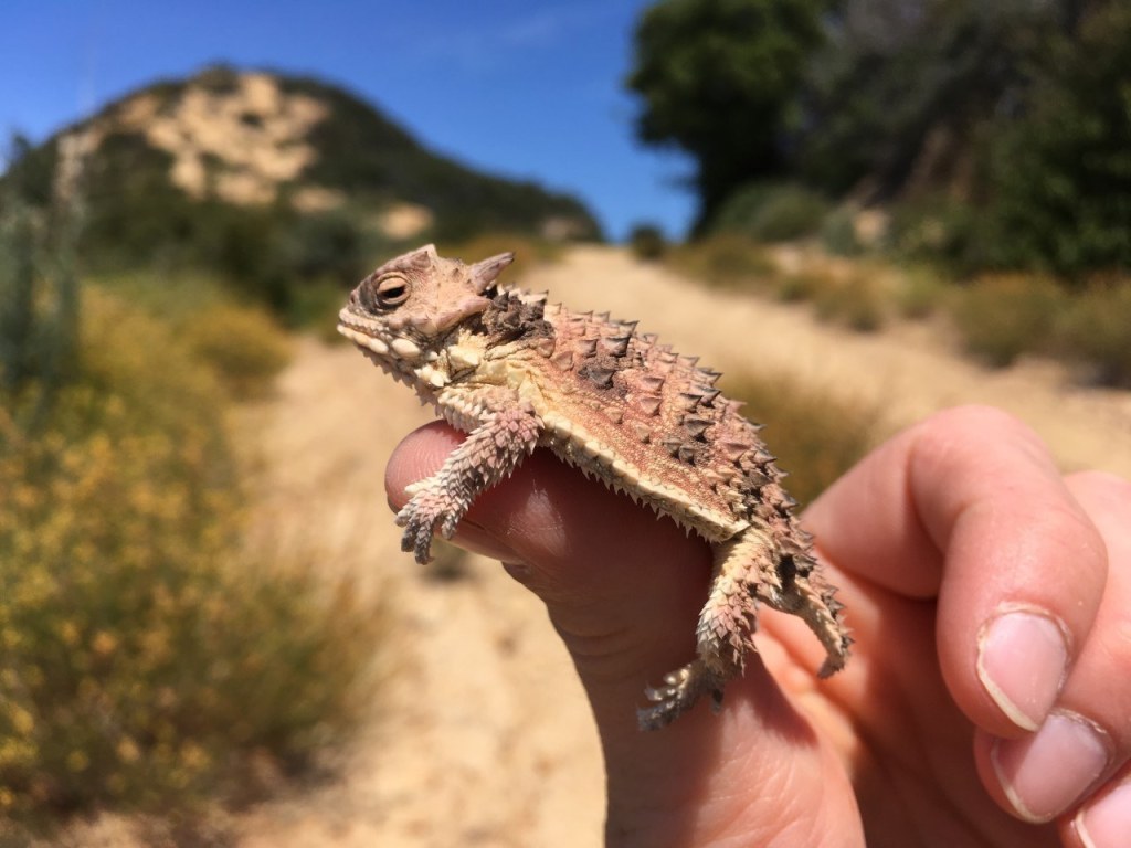 This Local Lizard Side-Eyed National Curmudgeons Day – NBC Los Angeles
