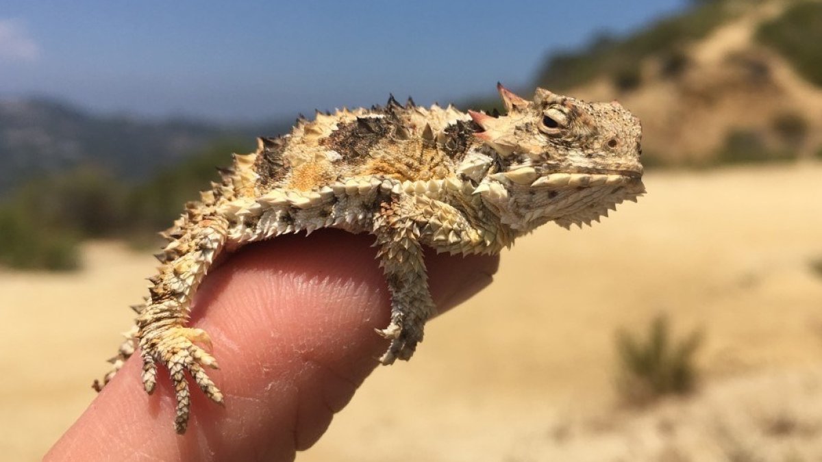 This Local Lizard Side-Eyed National Curmudgeons Day – NBC Los Angeles