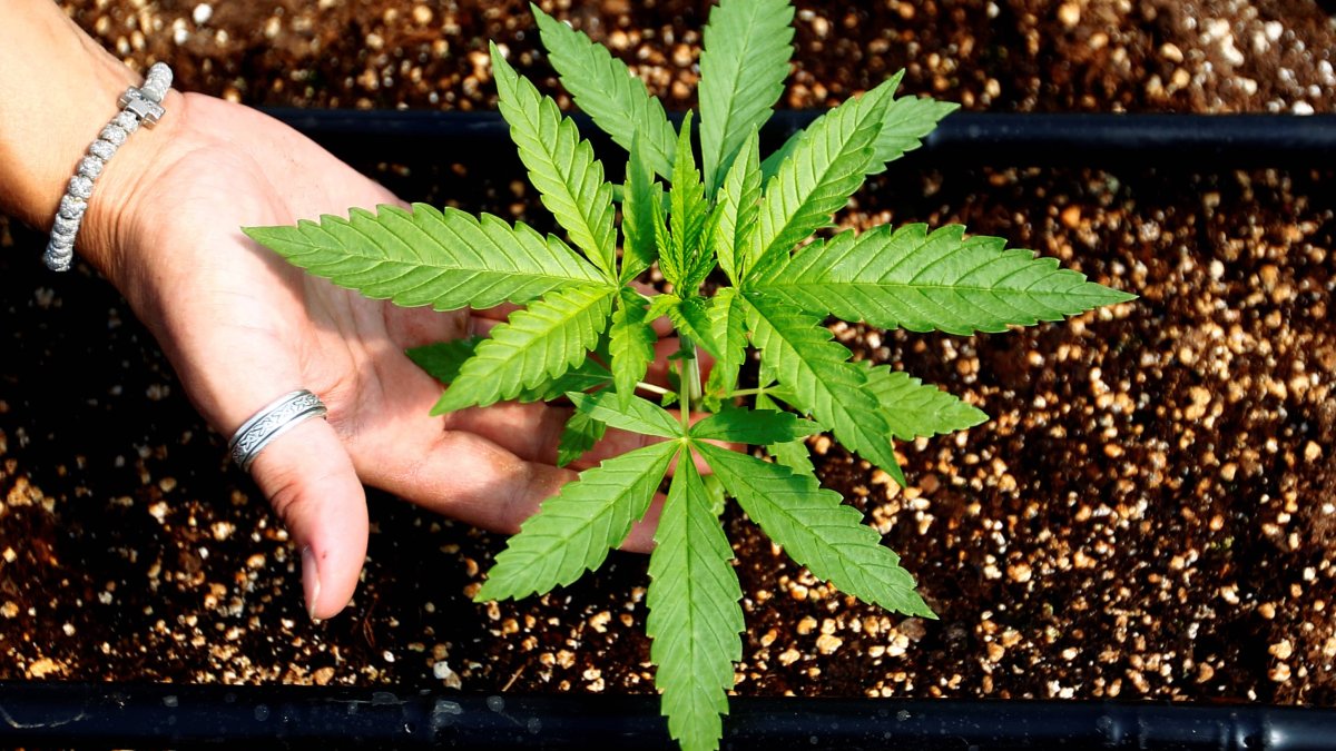 Pot-Infused Nerds Knock-Offs Covina – NBC Los Angeles