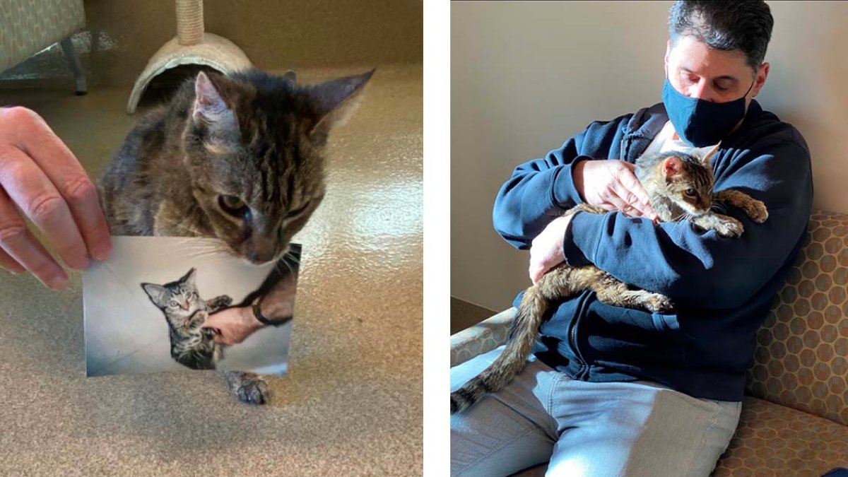 Cat Reunited With Owner 15 Years Later – NBC Los Angeles