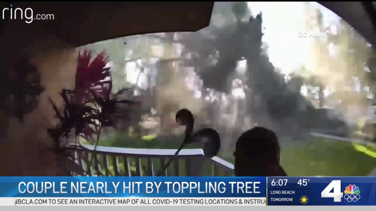Caught on Camera: Giant Tree Falls in Front of Santa Ana Home – NBC Los ...