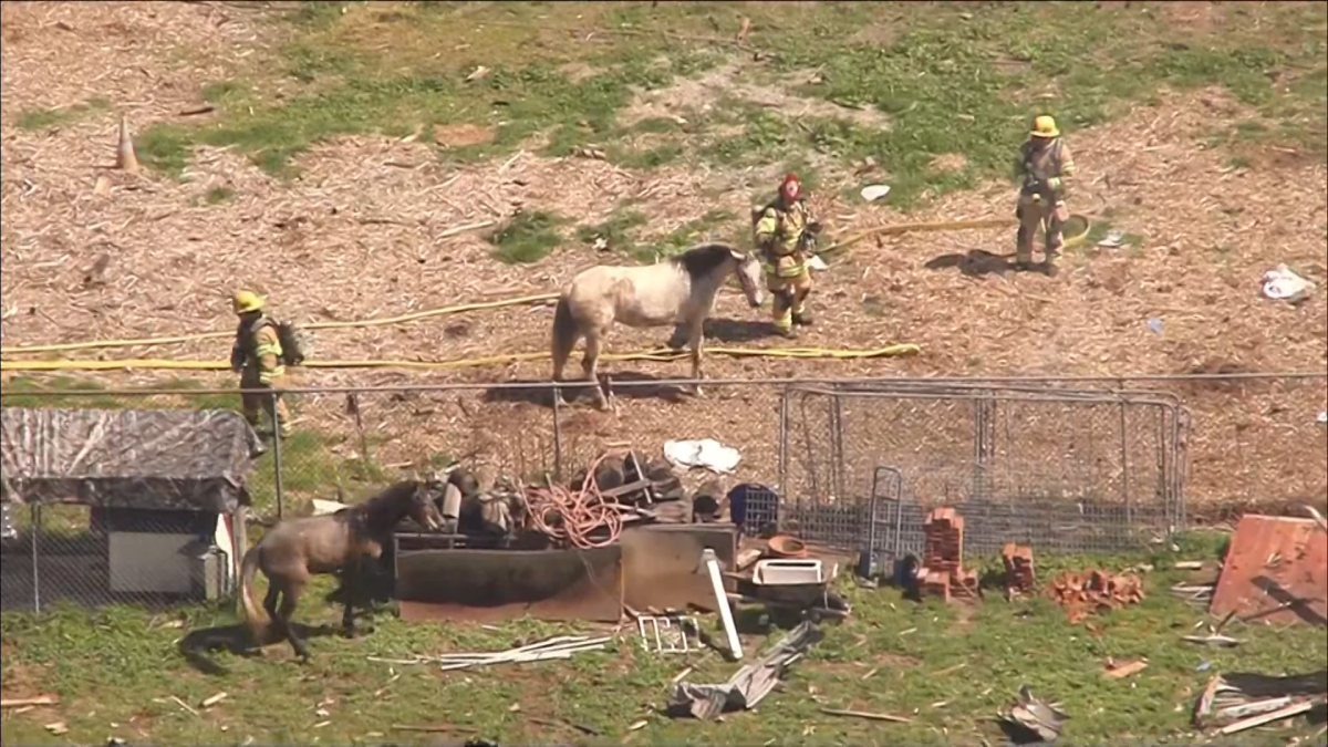 Watch: Horse Rescued from Explosion in Calif. – NBC Los Angeles