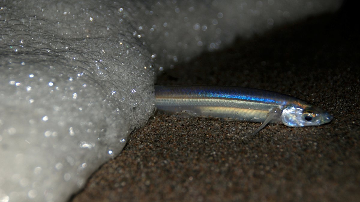 Grunion Runs Are Set to Begin – NBC Los Angeles