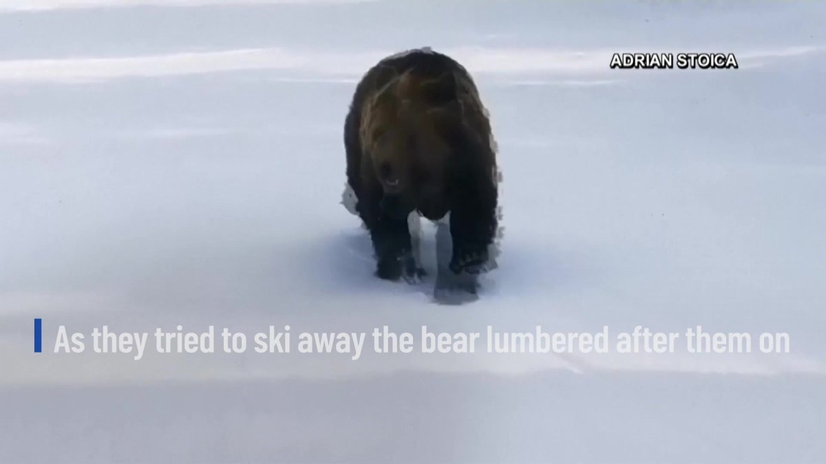 Bear Chases Skiers in Romania – NBC Los Angeles