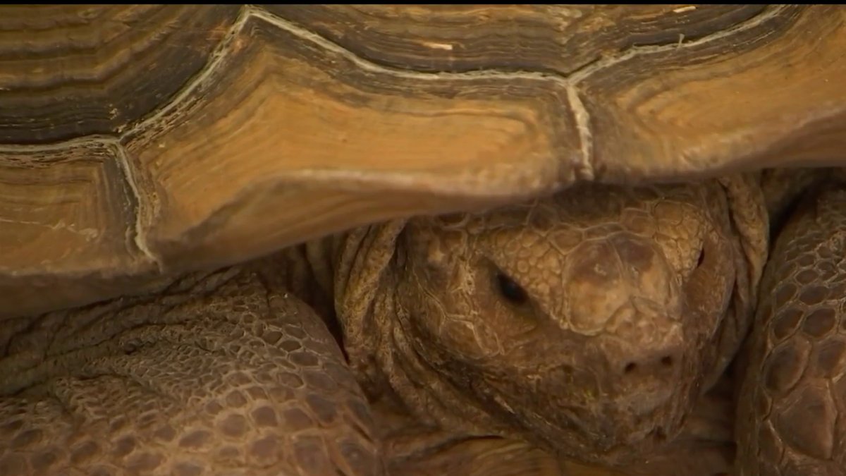 ‘Tony’ Hawk the Tortoise Tastes Freedom Before Reunion, Thanks to TV ...