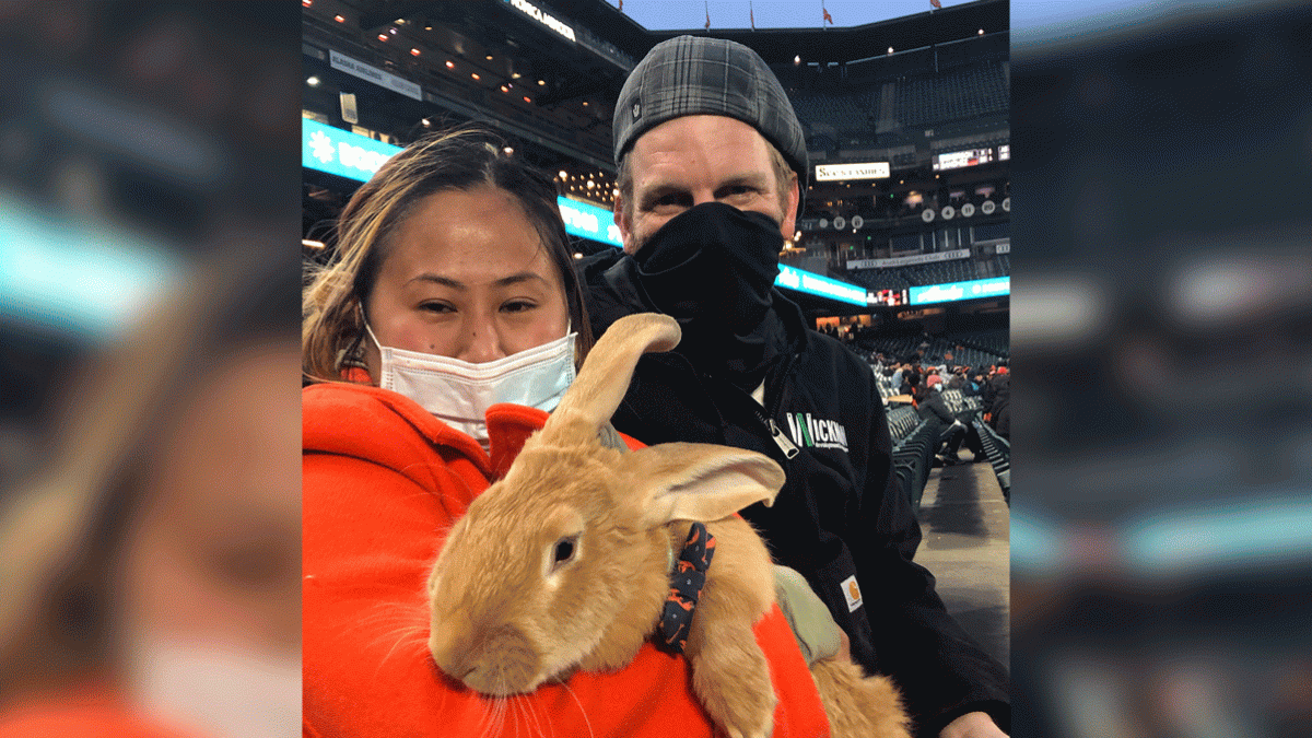 Therapy Bunny at SF Ballpark Brings Smiles, Is Instant Hit – NBC Los ...