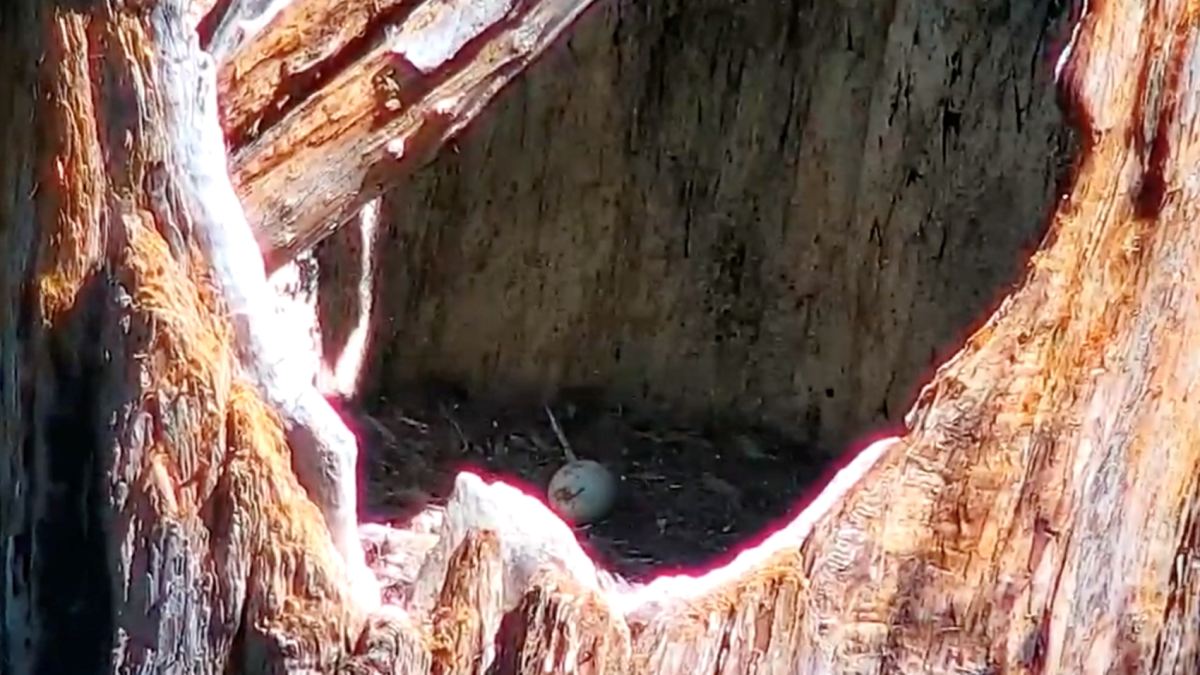 Condor Fans Await a Big Sur Egg’s (Possible) Hatching – NBC Los Angeles