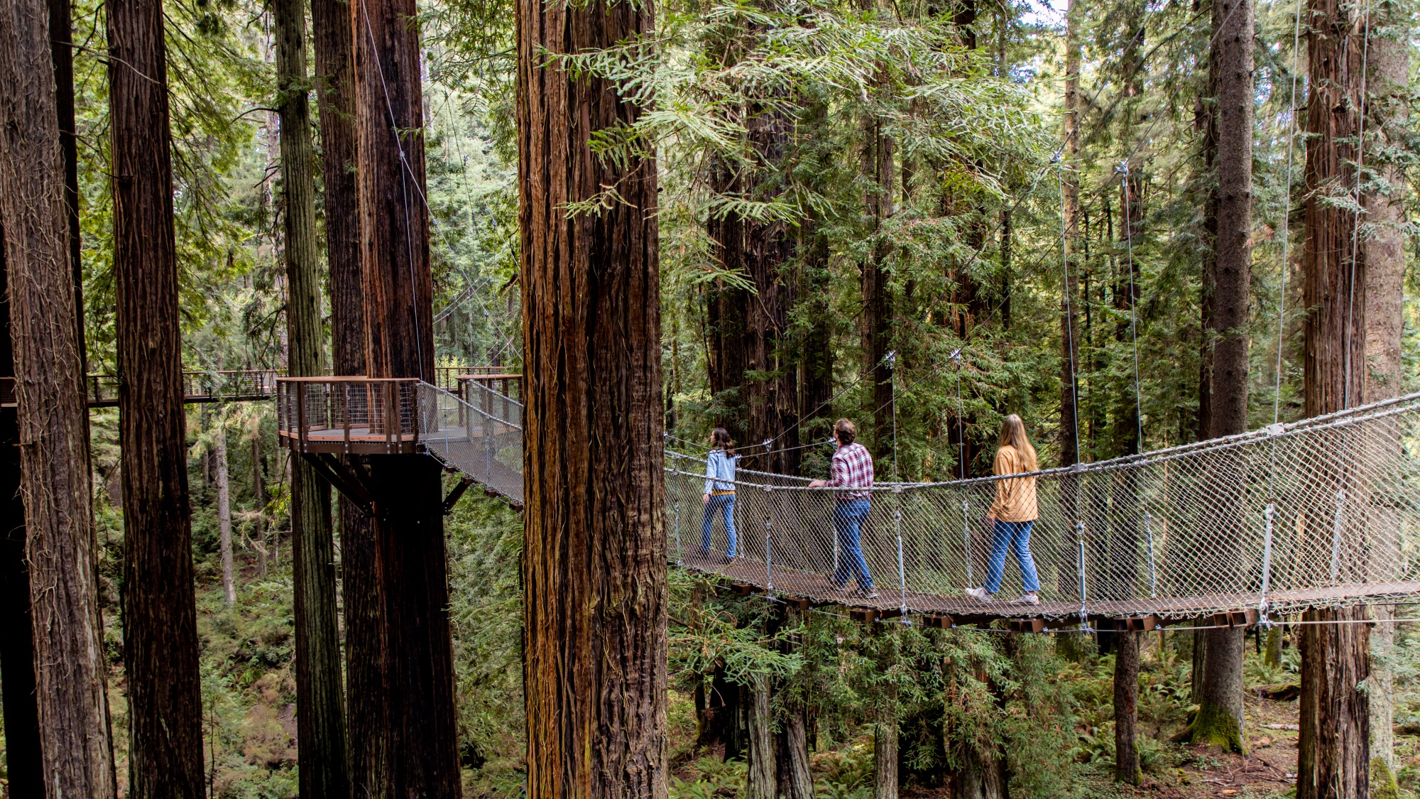 Walk Among the Redwoods on a Dazzling New Sky Walk – NBC Los Angeles
