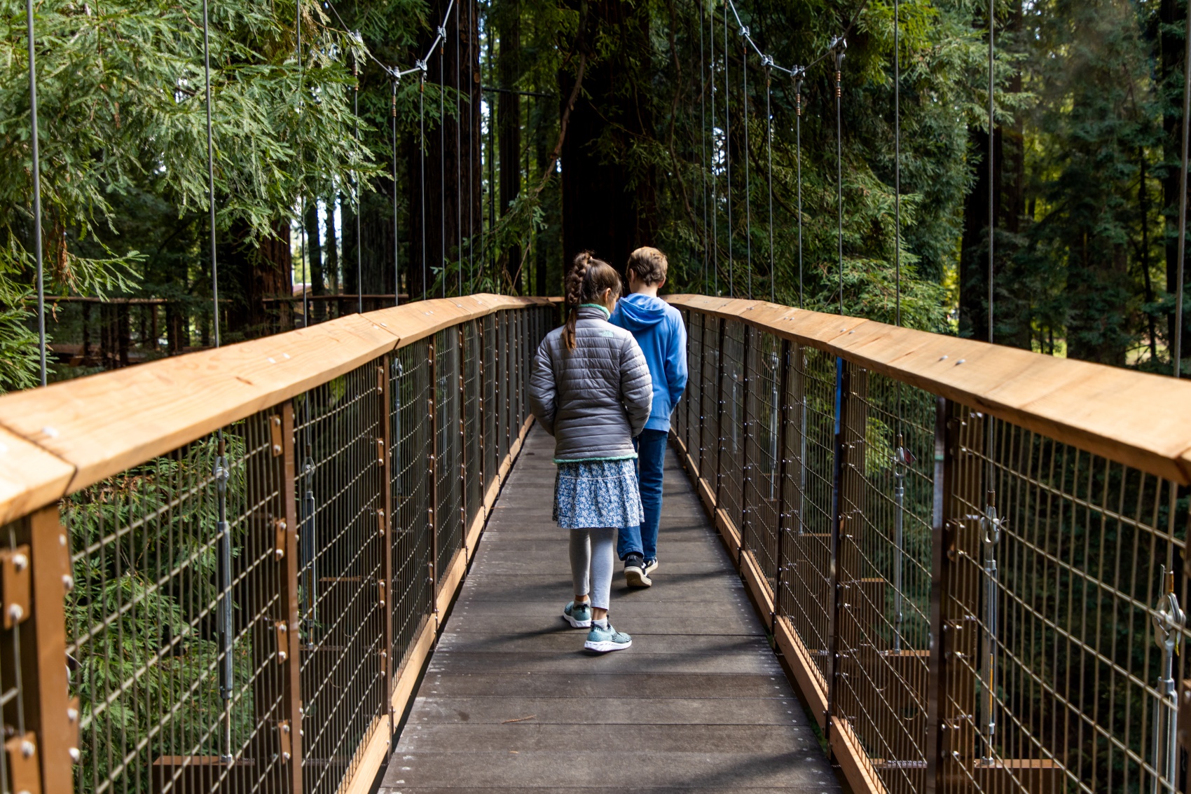 Walk Among the Redwoods on a Dazzling New Sky Walk – NBC Los Angeles