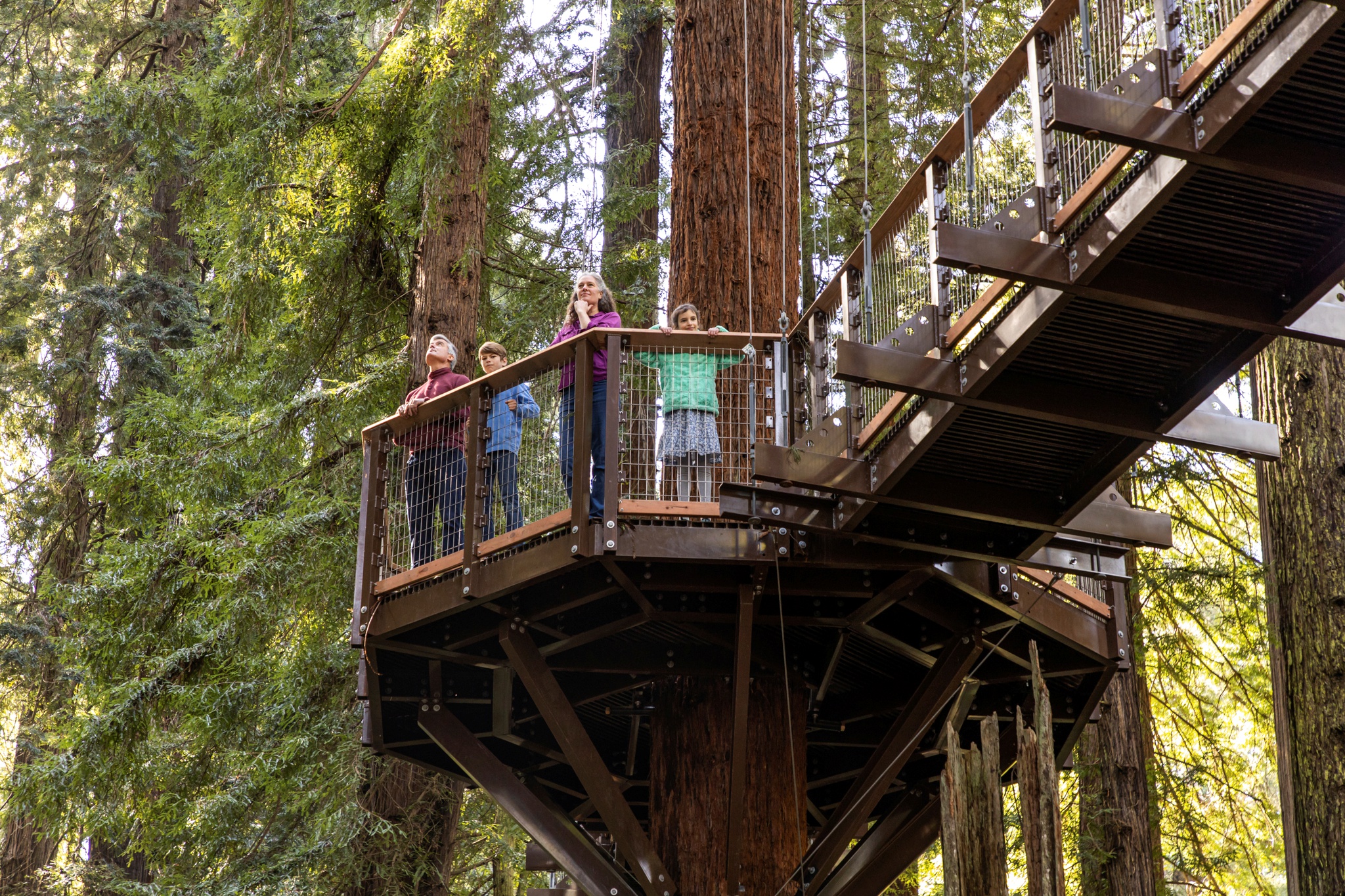 Walk Among the Redwoods on a Dazzling New Sky Walk – NBC Los Angeles