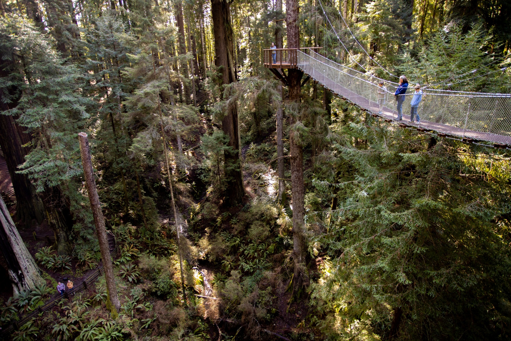 Walk Among the Redwoods on a Dazzling New Sky Walk – NBC Los Angeles