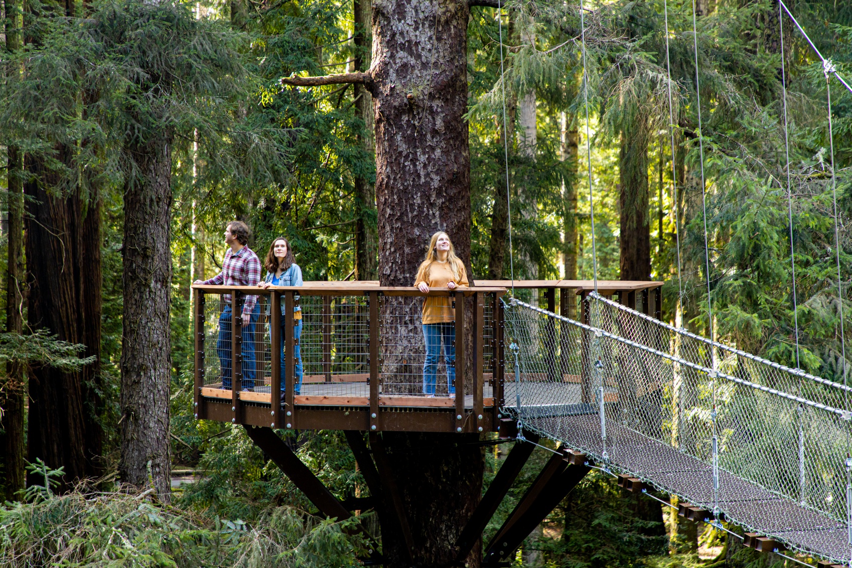 Walk Among the Redwoods on a Dazzling New Sky Walk – NBC Los Angeles