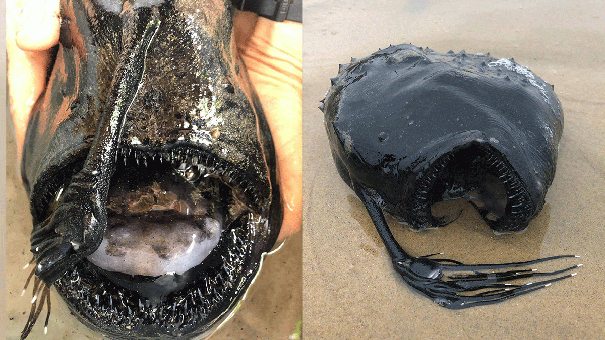 SoCal Beachgoer Discovers Deep-Sea Fish Rarely Seen Ashore – NBC Los ...