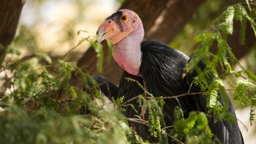 Endangered Condor Egg Hatches in Northern California’s Wild – NBC Bay Area