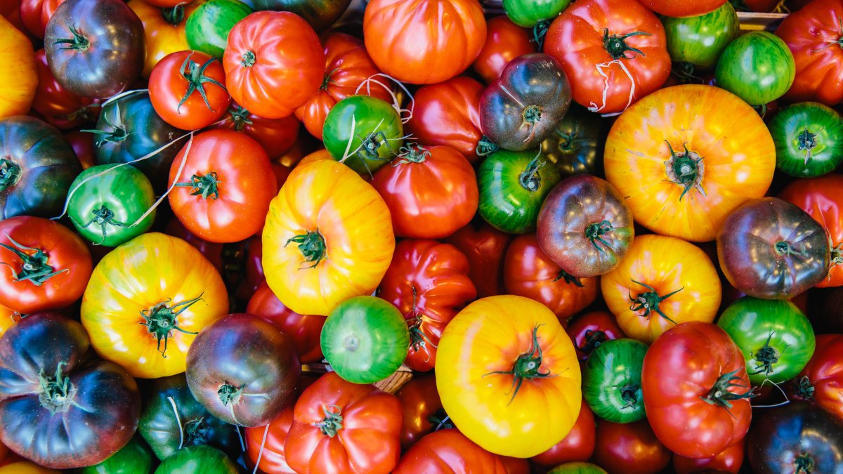 Snack on succulent fruits at a Highland Park tomato tasting – NBC Los ...