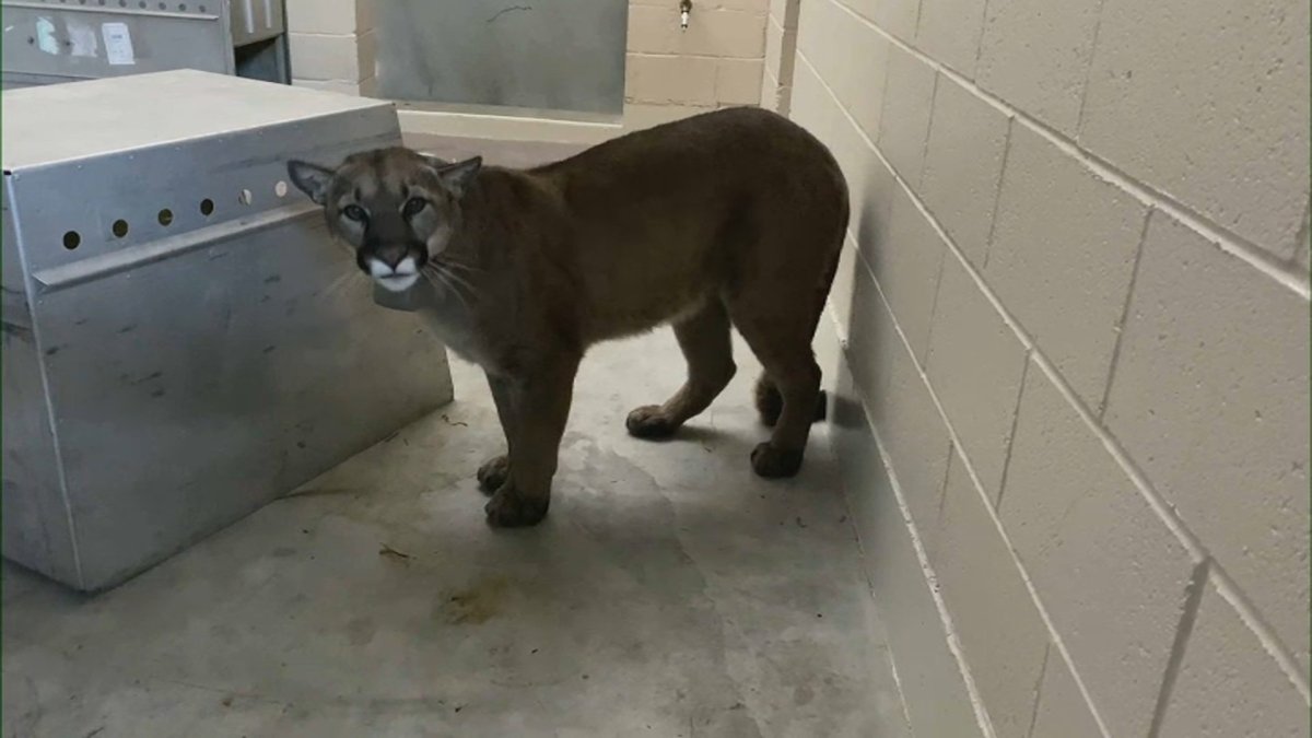 Mountain Lion Captured in San Francisco Examined, Released Back Into ...