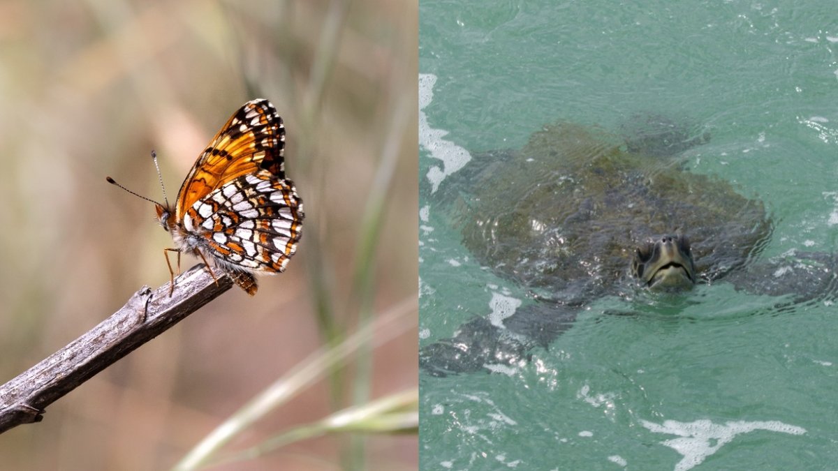 Cool (and Rare) Critters Ruled the City Nature Challenge – NBC Los Angeles