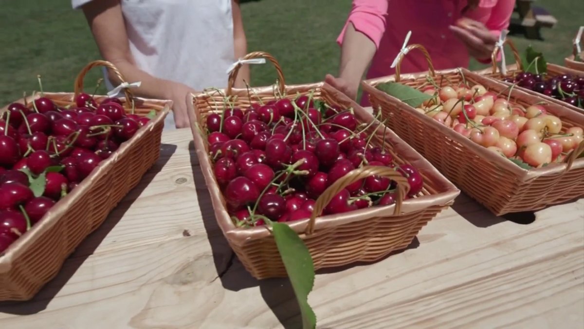 How to Pick the Perfect Cherry – NBC Los Angeles