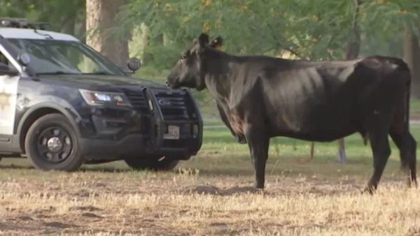 Only Surviving Cow That Escaped Slaughterhouse Arrives at New Home ...