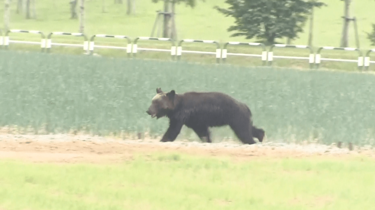 Bear Goes on Rampage in Japan, Injures 4 Before Being Shot Dead – NBC ...