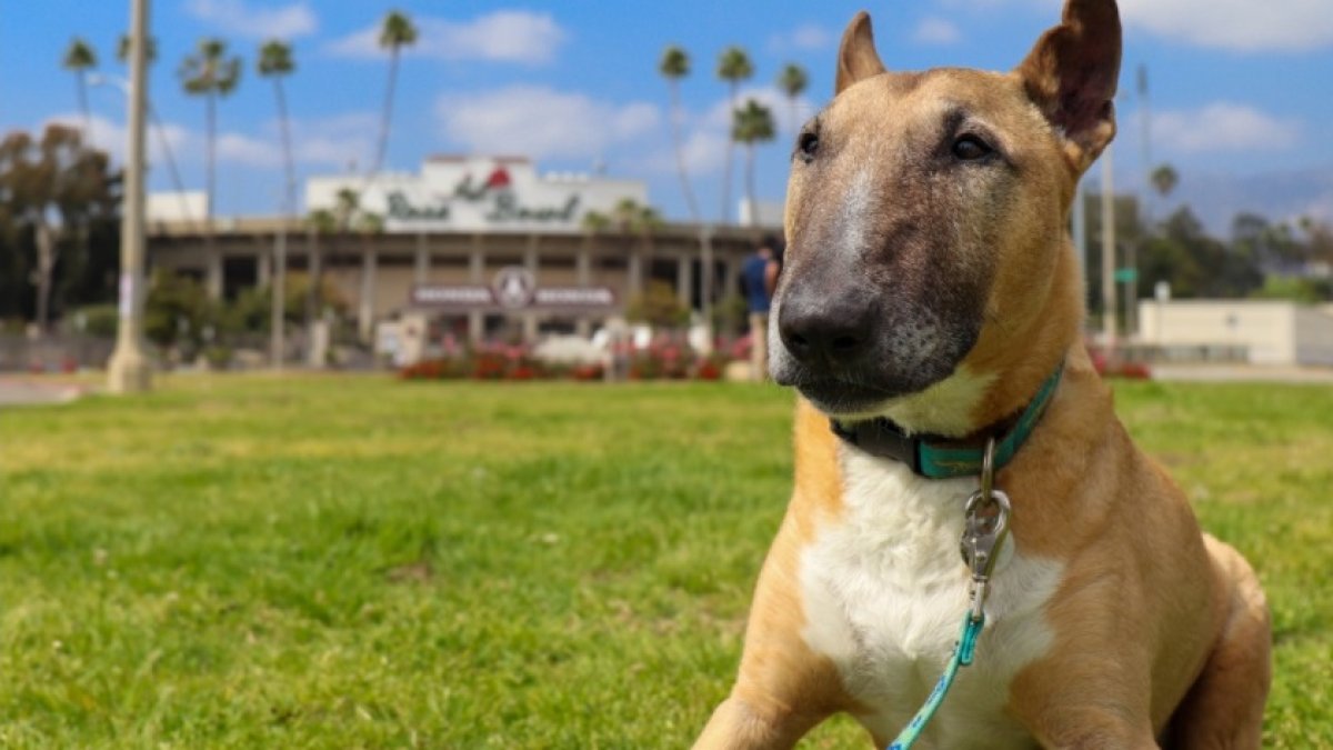 Dog People, the Wiggle Waggle Walk Is Back – NBC Los Angeles