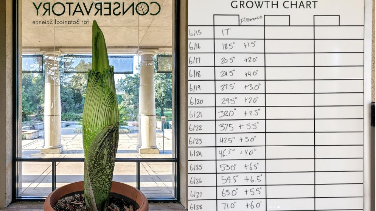 A Corpse Flower Grew 18 Inches Over One Weekend – NBC Los Angeles
