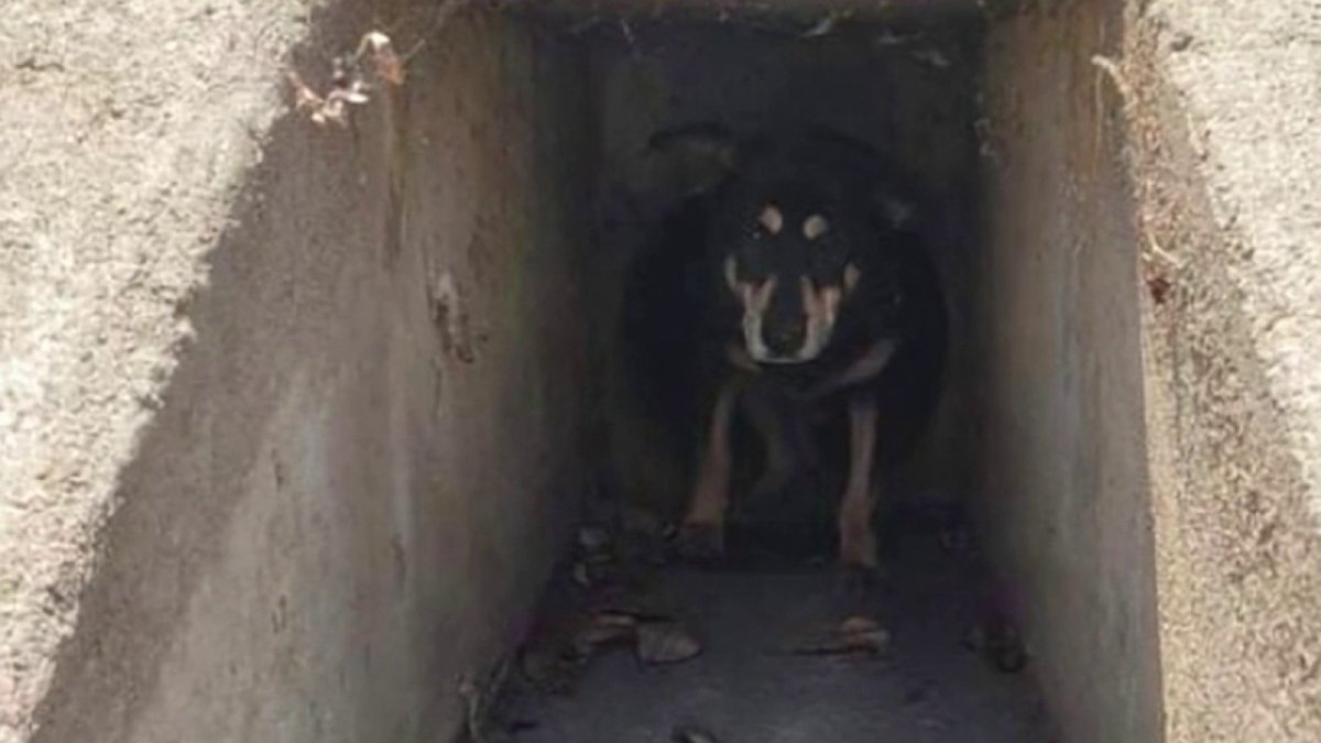 Dog Survives After Being Stuck in Drainage Ditch – NBC Los Angeles