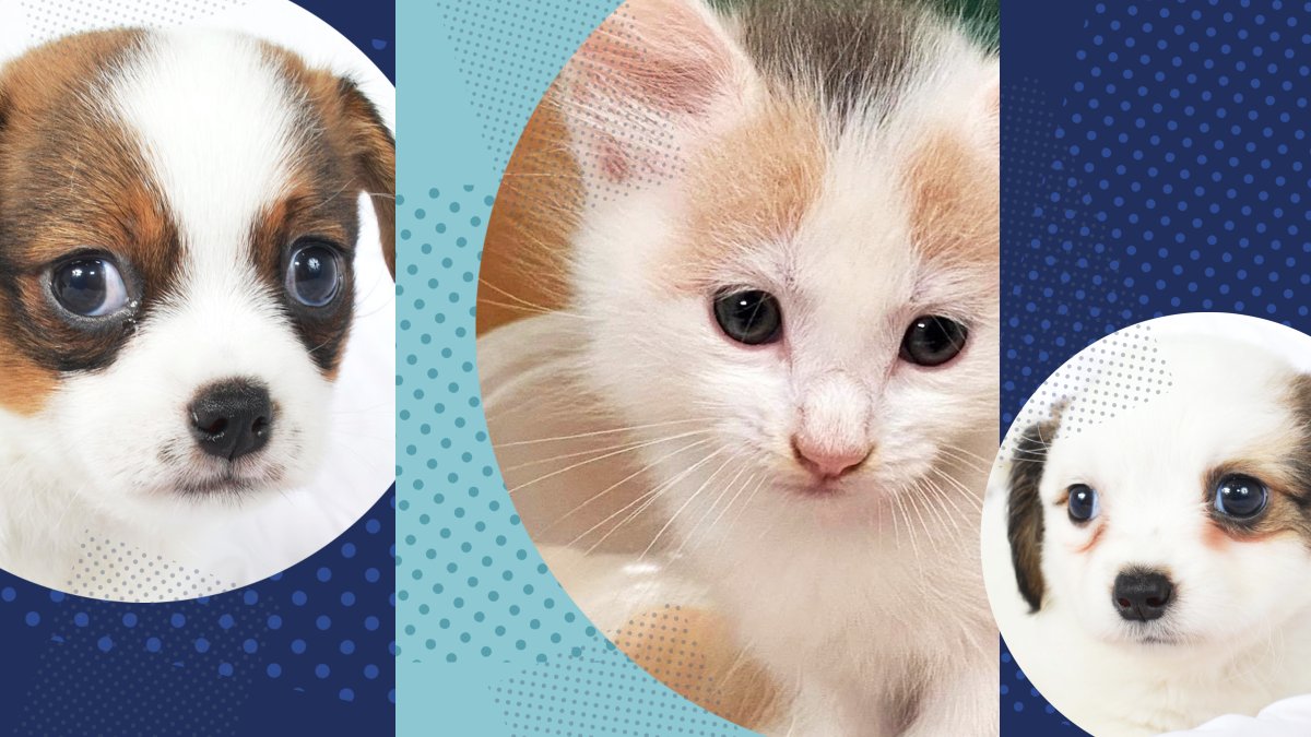 Dogs, Cats Flown From Louisiana to NJ, Massachusetts – NBC Los Angeles