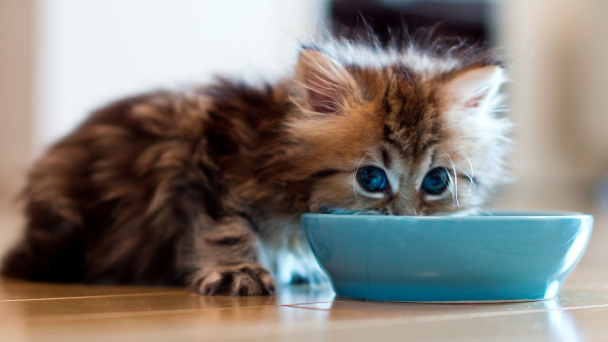 Meet a Meow-velous Pal on International Cat Day – NBC Los Angeles