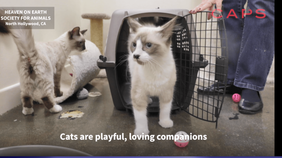 Adopt Kittens and Cats from Local Animal Shelters – NBC Los Angeles