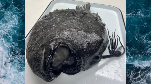 A Rare Deep-Sea Footballfish Will Go on Display in LA – NBC Los Angeles