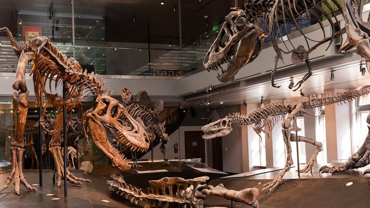 Claws for Celebration: SoCal’s Beloved Dino Hall Turns 10 – NBC Los Angeles