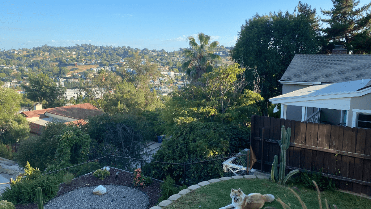 One Tree at a Time: LA Cooling Underprivileged Urban Areas – NBC Los ...