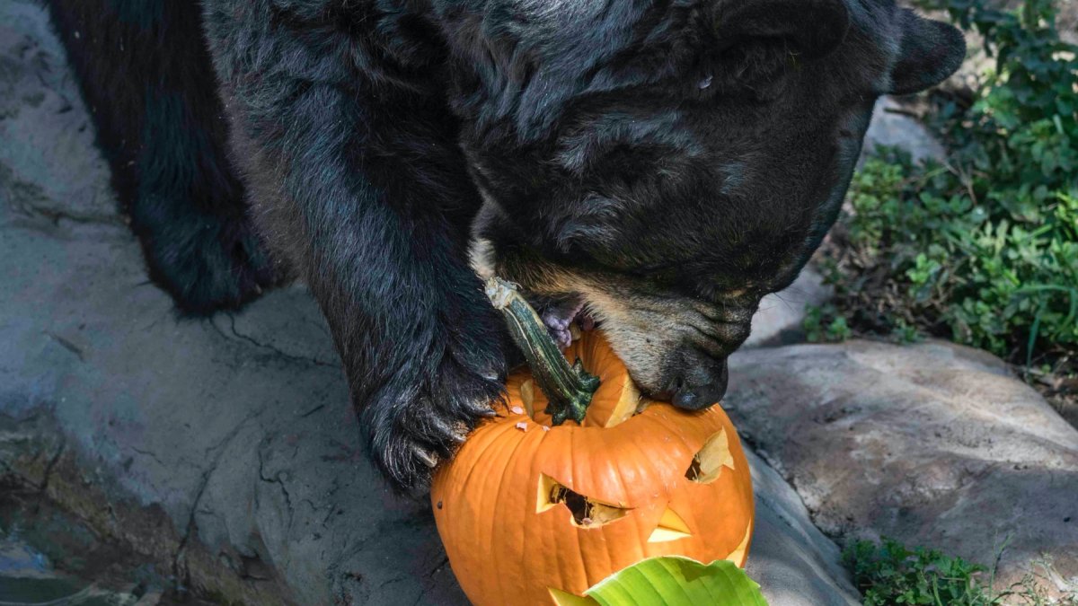 Boo at the Zoo, a Beary Sweet Tradition, Is Back This Fall – NBC Los ...