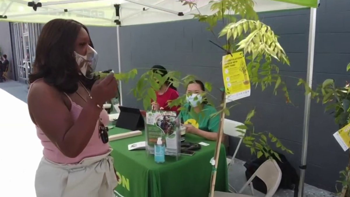 Lack of Trees Impacts Not Only Environment But Your Health – NBC Los ...