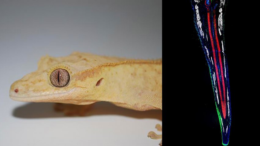 Lizard Regrows ‘Perfect Tail’ For the First Time in Millions of Years ...