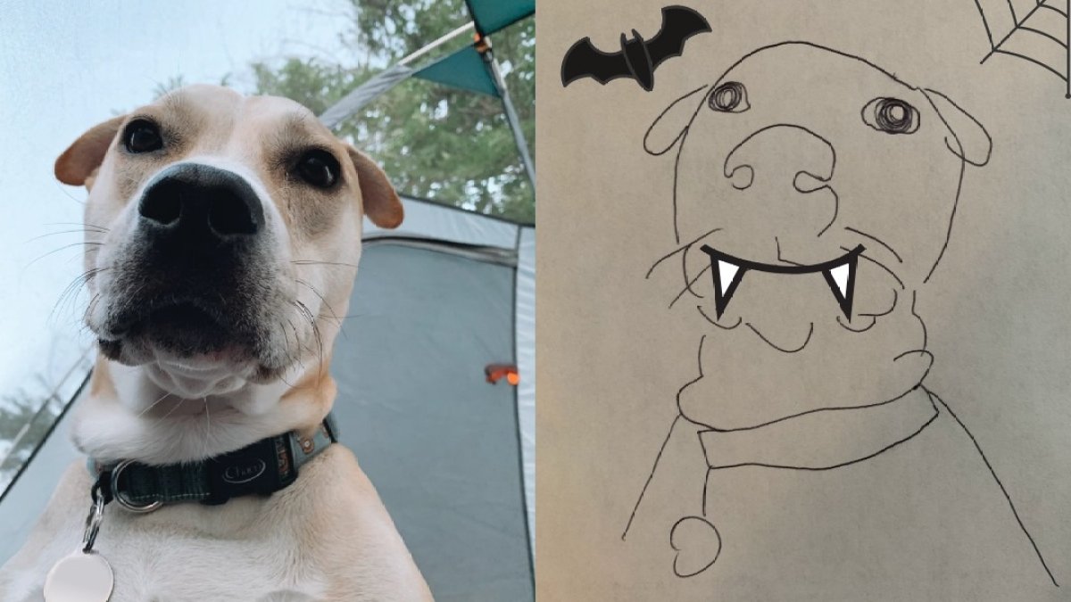 Enjoy a ‘Poorly Drawn’ Portrait of Your Pet While Giving Back – NBC Los ...