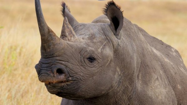 Rhino Savanna to Make Its Debut at The Living Desert – NBC Los Angeles