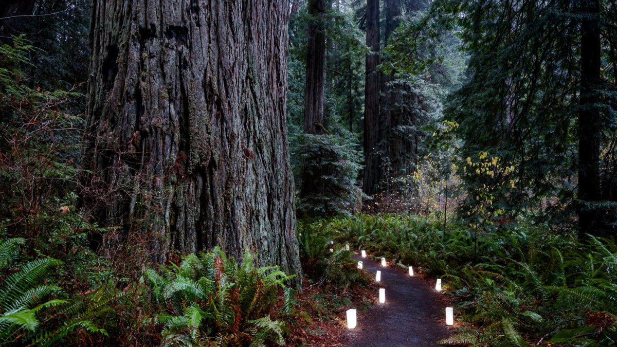 This illuminated walk in the redwoods is a peaceful holiday tradition ...