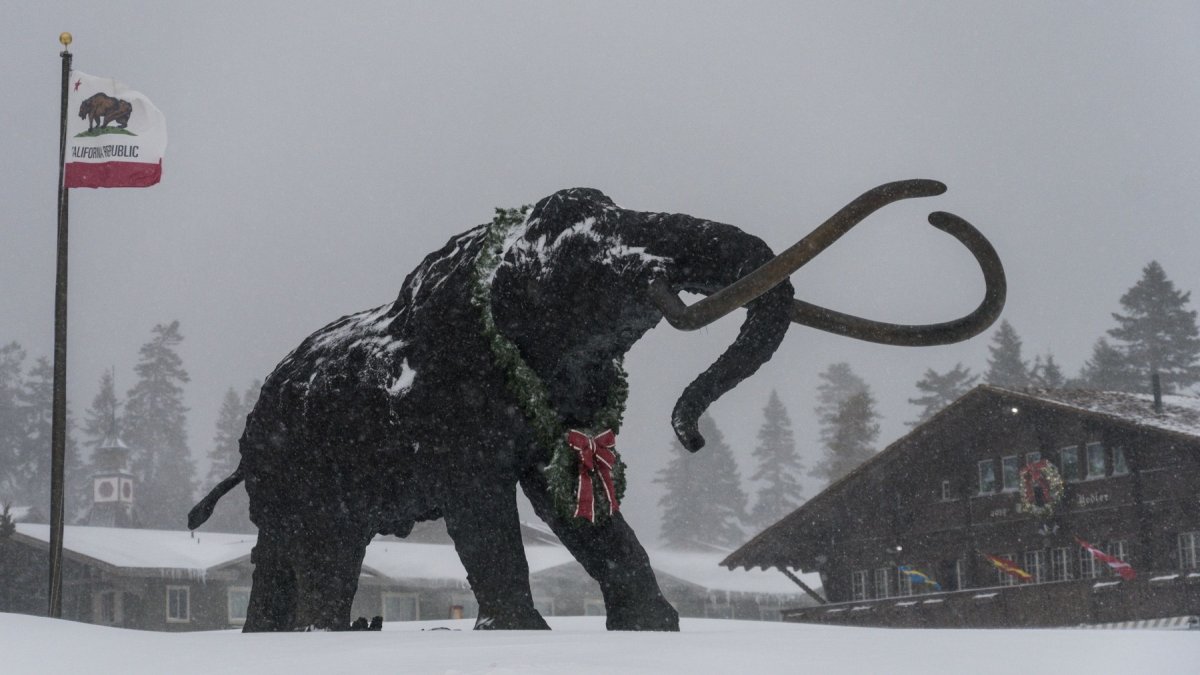 A Beloved Mammoth Is Rocking Snow and a Big Bow – NBC Los Angeles