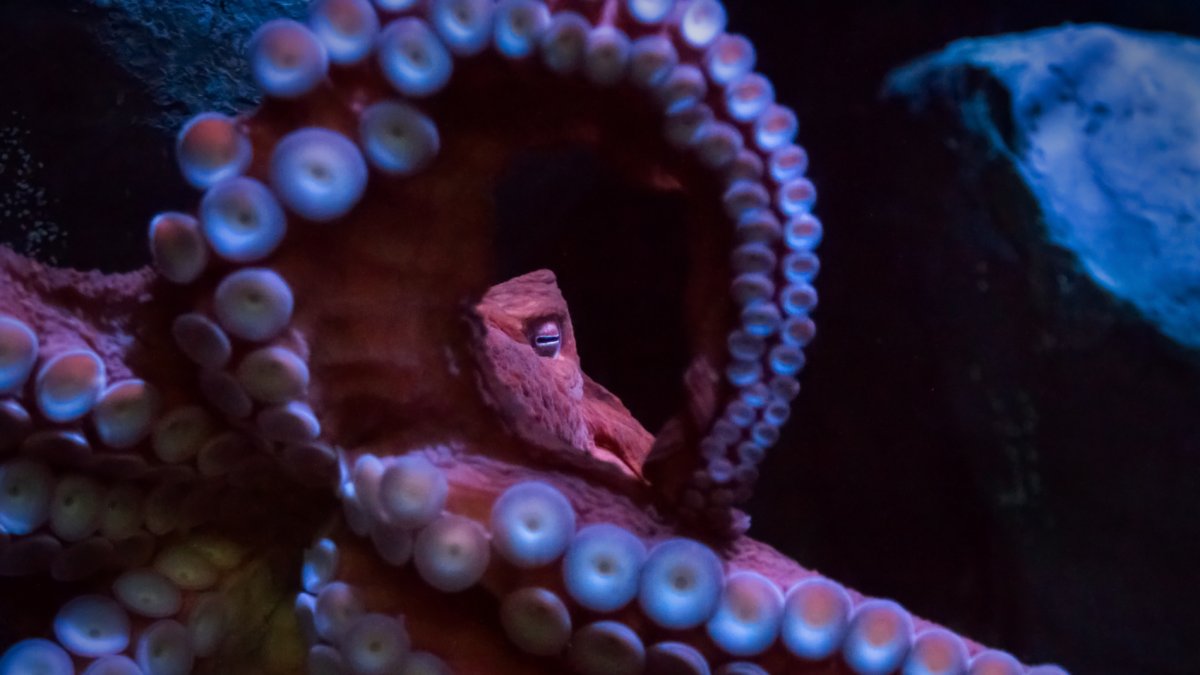 Admire the Aquarium’s Treasures After Nightfall – NBC Los Angeles