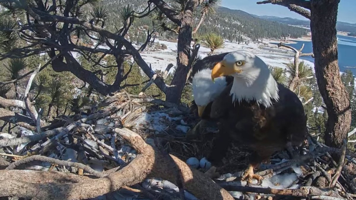 Pip Watch 2022 Is About to Begin, Eagle Fans – NBC Los Angeles