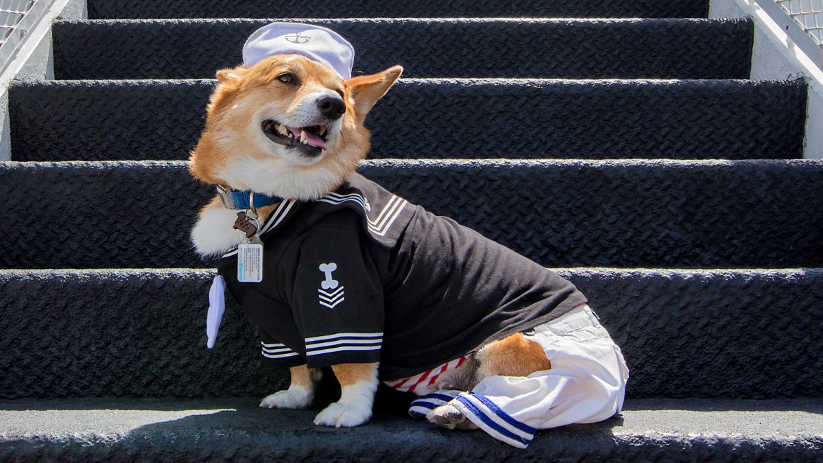 Pets Have Their Day on a Beautiful Bay – NBC Los Angeles